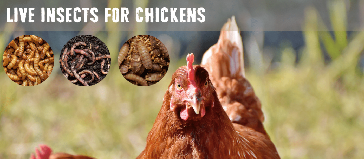 Giun Quế Đất: Nguồn Protein Cải Thiện Dinh Dưỡng và Ứng Dụng Đa Dạng ...