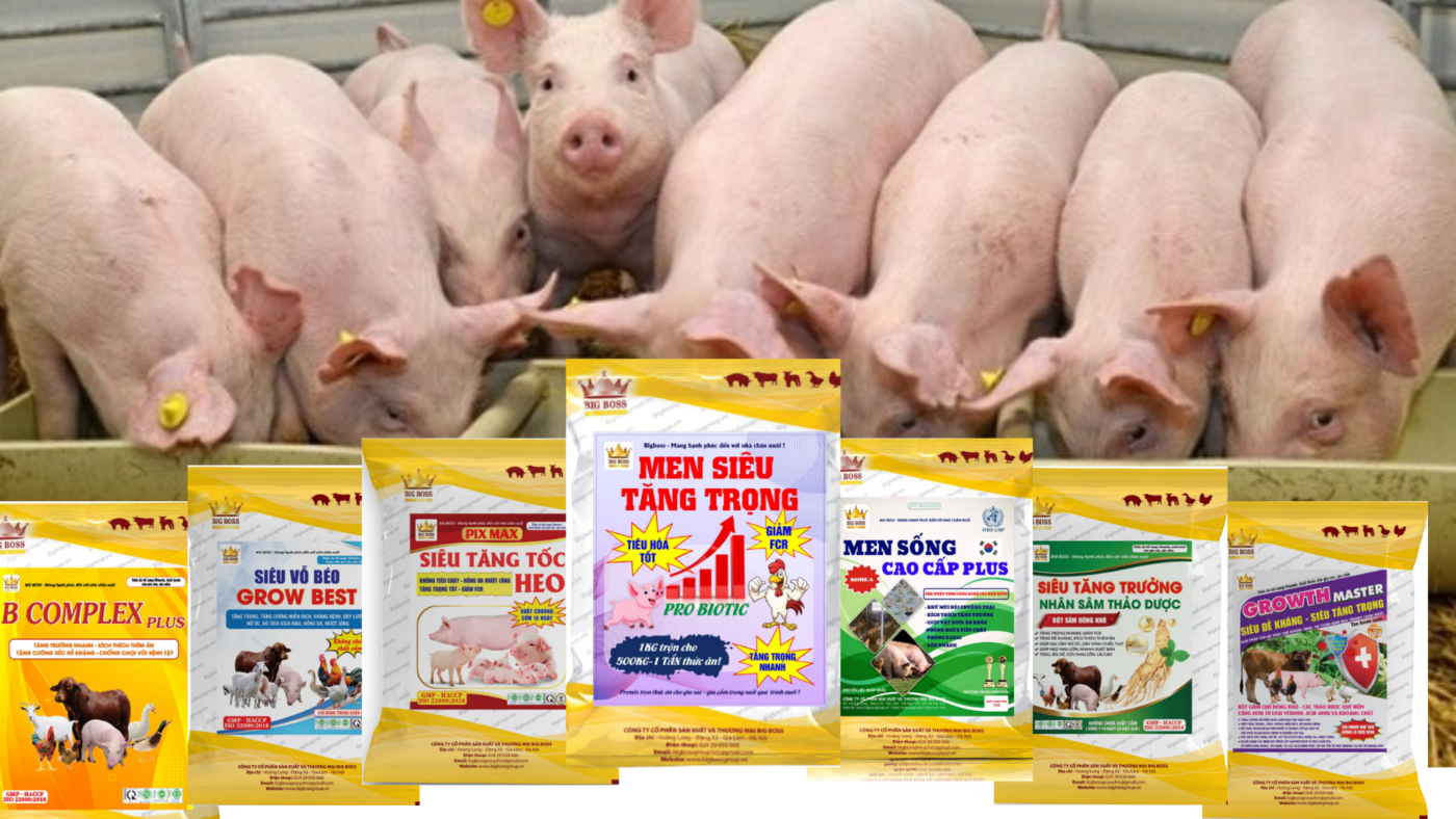 BÍ QUYẾT NUÔI HEO XUẤT CHUỒNG SỚM - LỢI NHUẬN CAO KHÔNG THỂ BỎ QUA ...